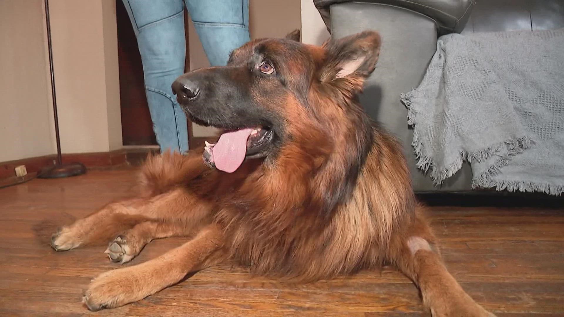 Brutus, the dog shot in face in Columbus, recovering | wkyc.com