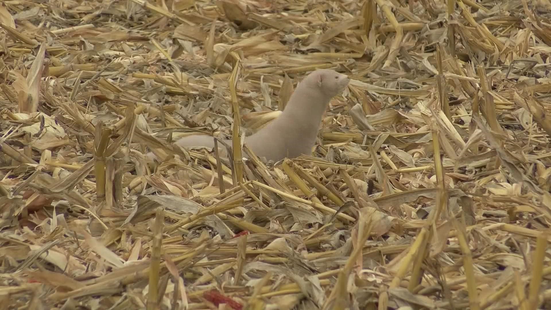 Thousands of mink released from northwest Ohio farm | wkyc.com