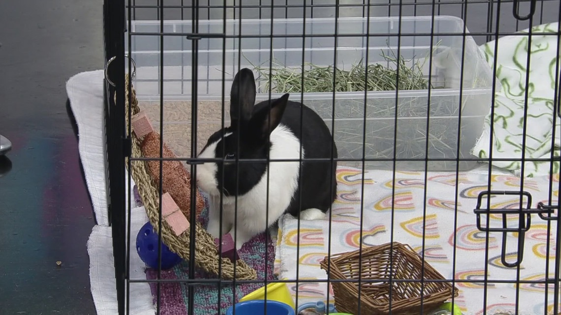 Ohio House Rabbit Rescue braces for post-Easter influx | wkyc.com