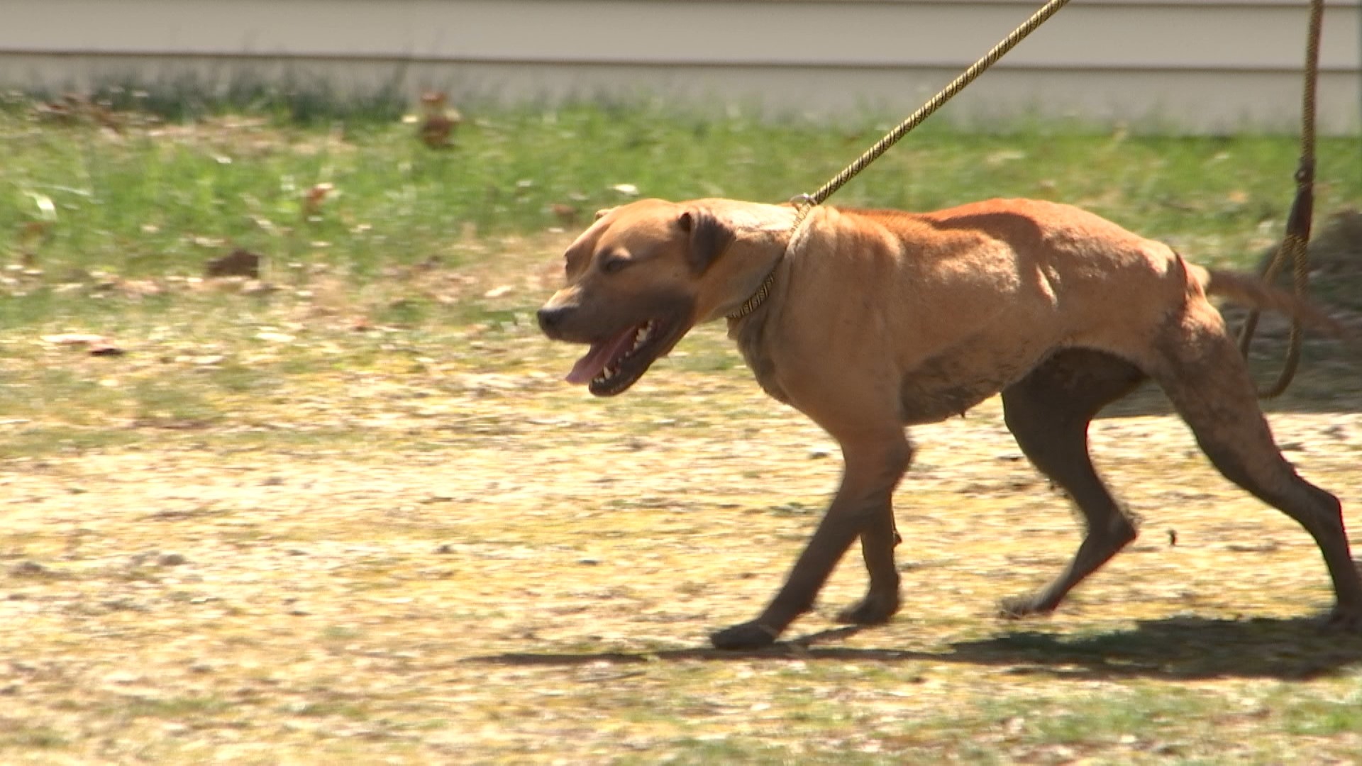 40 dogs removed from Delaware County property | wkyc.com