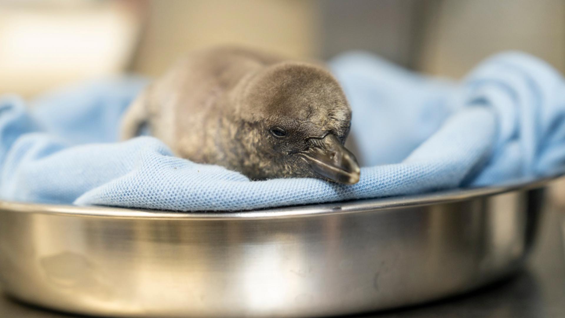 Federal agents raid house owned by Frank Sinito, CEO of Millennia ...