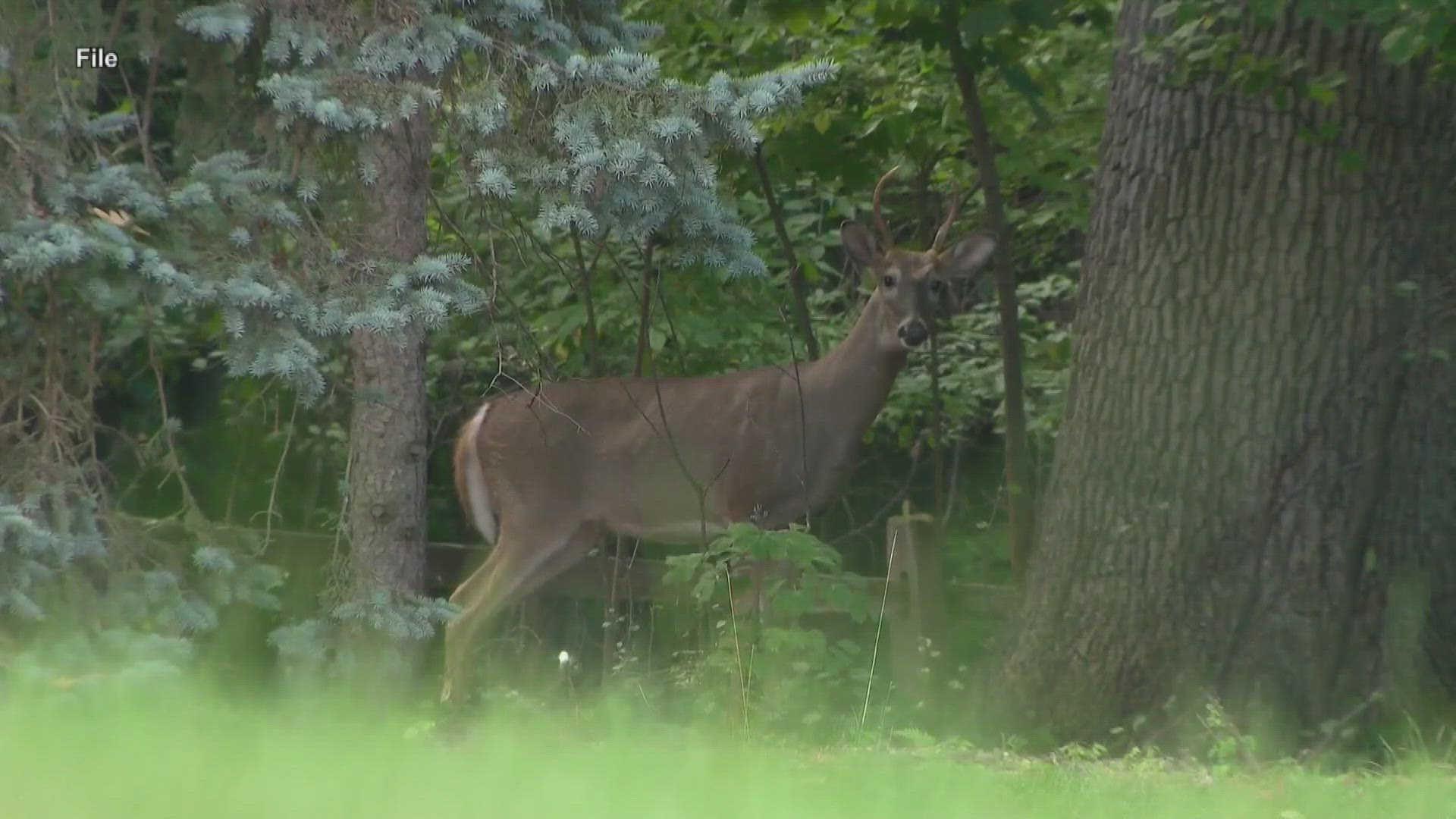 Ohio drivers urged to be vigilant amid rising deer-related crashes this ...