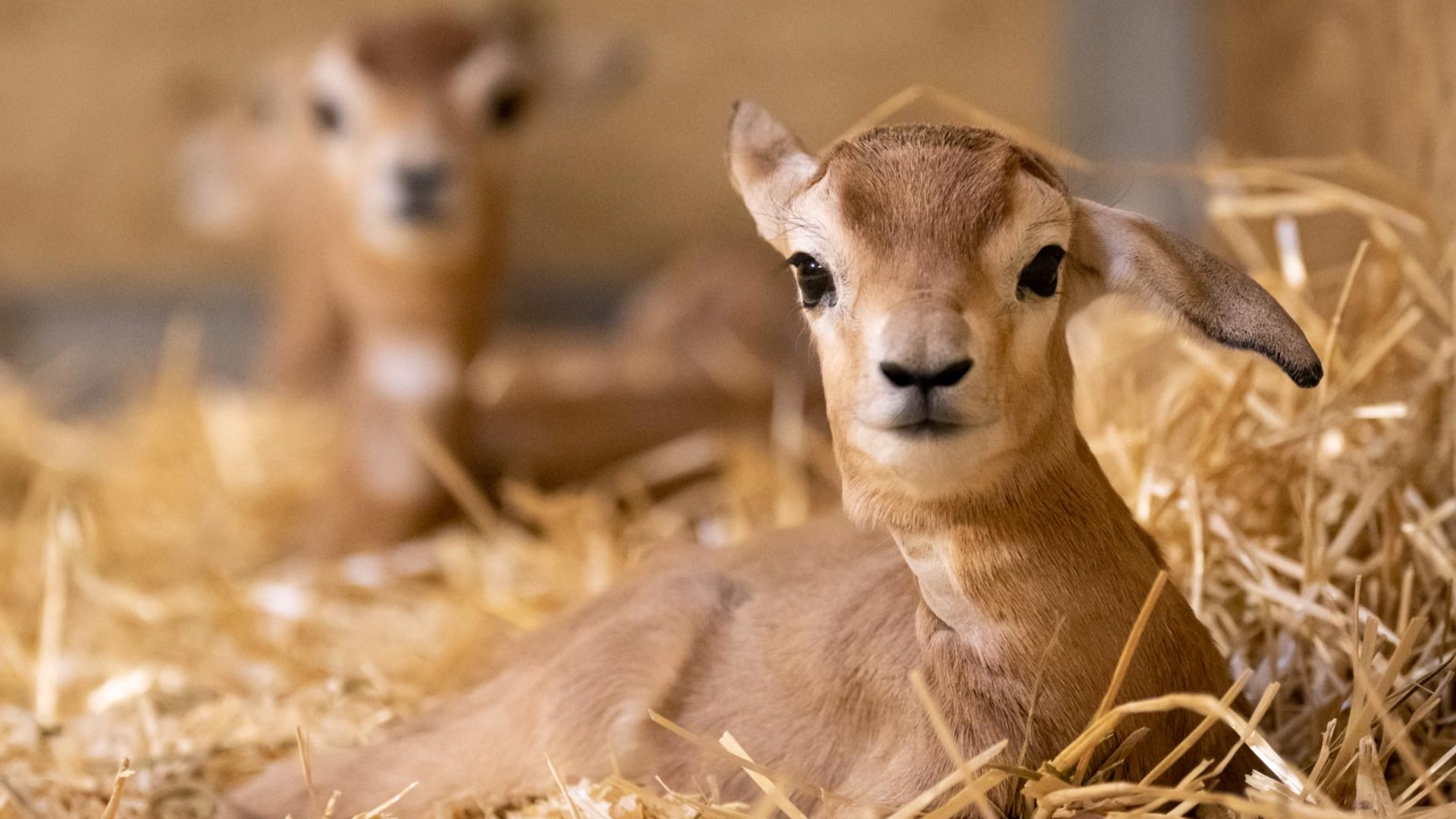 3 dama gazelle calves born at Columbus Zoo | wkyc.com