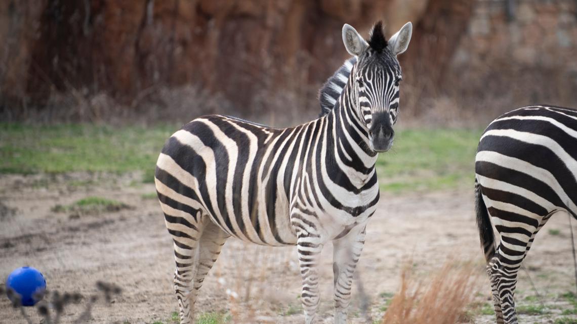 Zebra at Columbus Zoo dies after reportedly colliding with gate | wkyc.com
