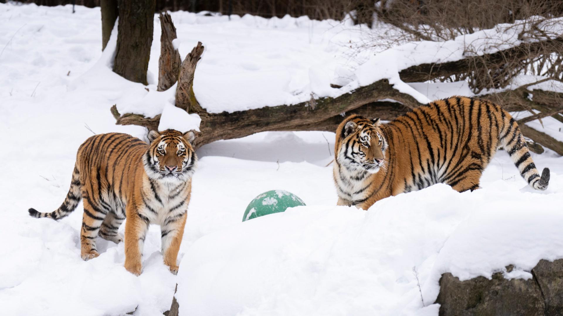 Amur tiger brothers make debut at Columbus Zoo and Aquarium | wkyc.com