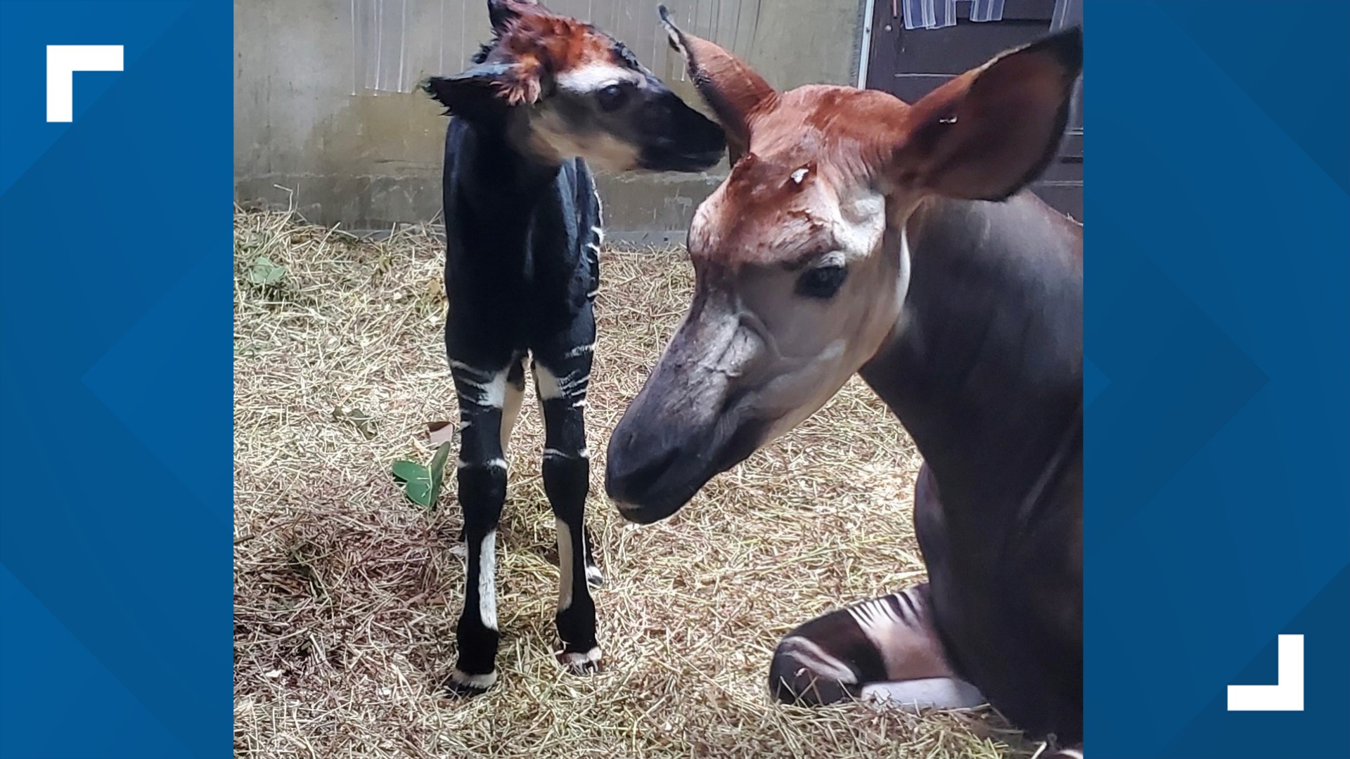 Cincinnati Zoo welcomes new baby okapi | wkyc.com