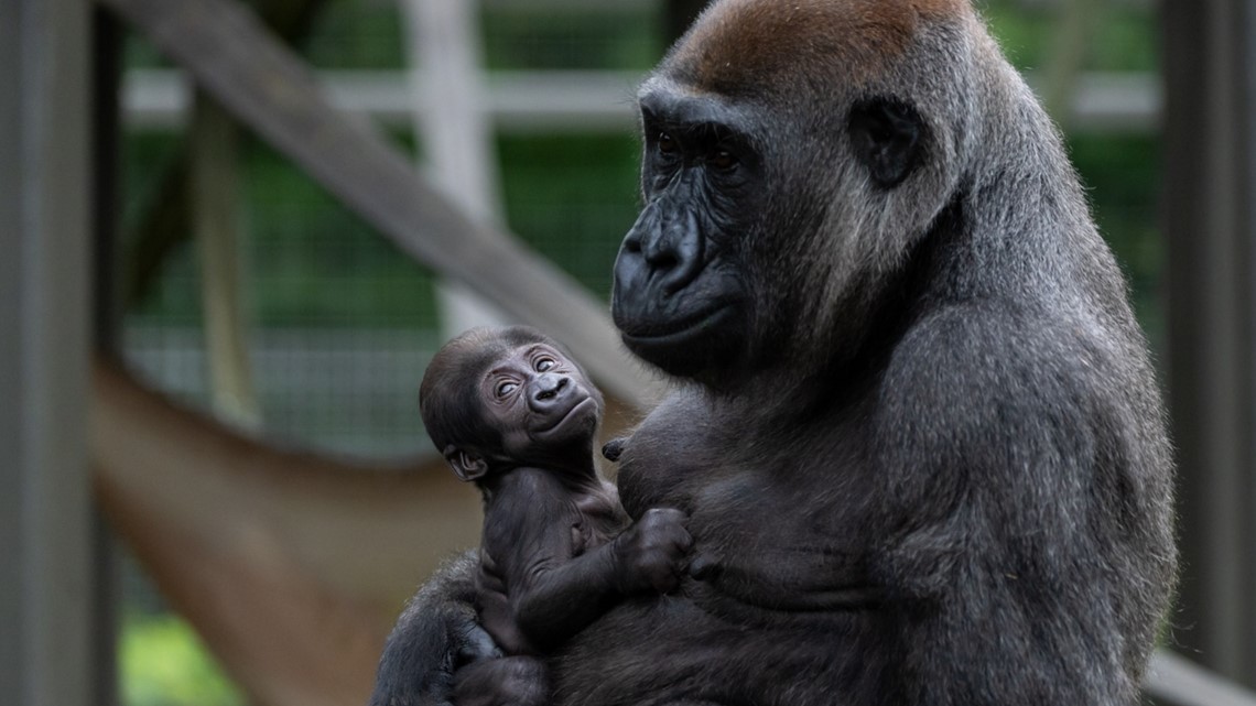 Columbus Zoo’s newest baby gorilla has a name | wkyc.com