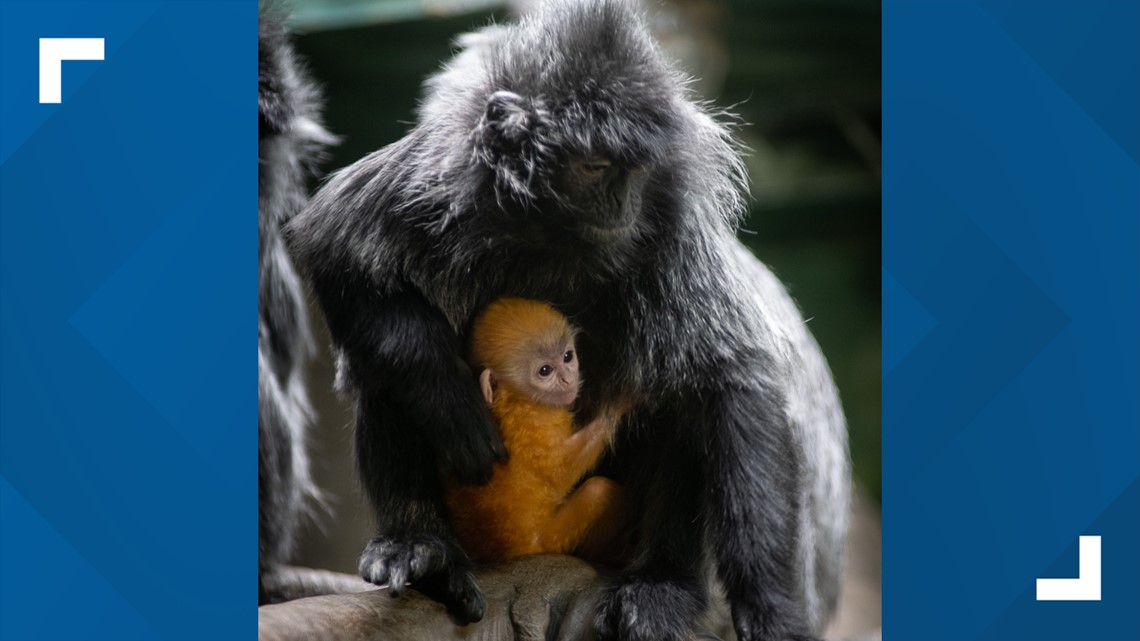 Columbus Zoo and Aquarium announces birth of baby langur | wkyc.com