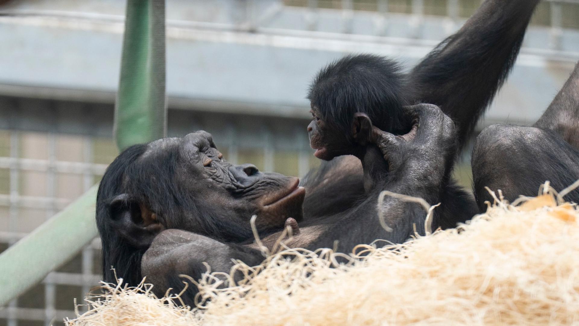 Columbus Zoo welcomes baby bonobo | wkyc.com