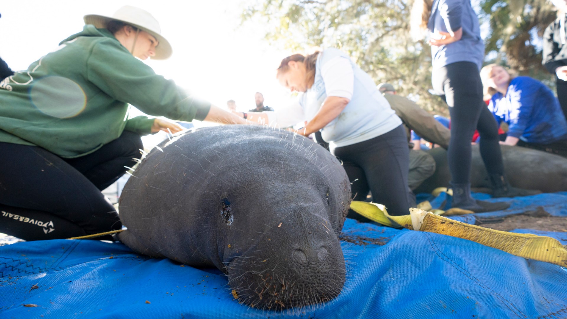 Manatees released into Florida waters after rehabilitation at zoo ...