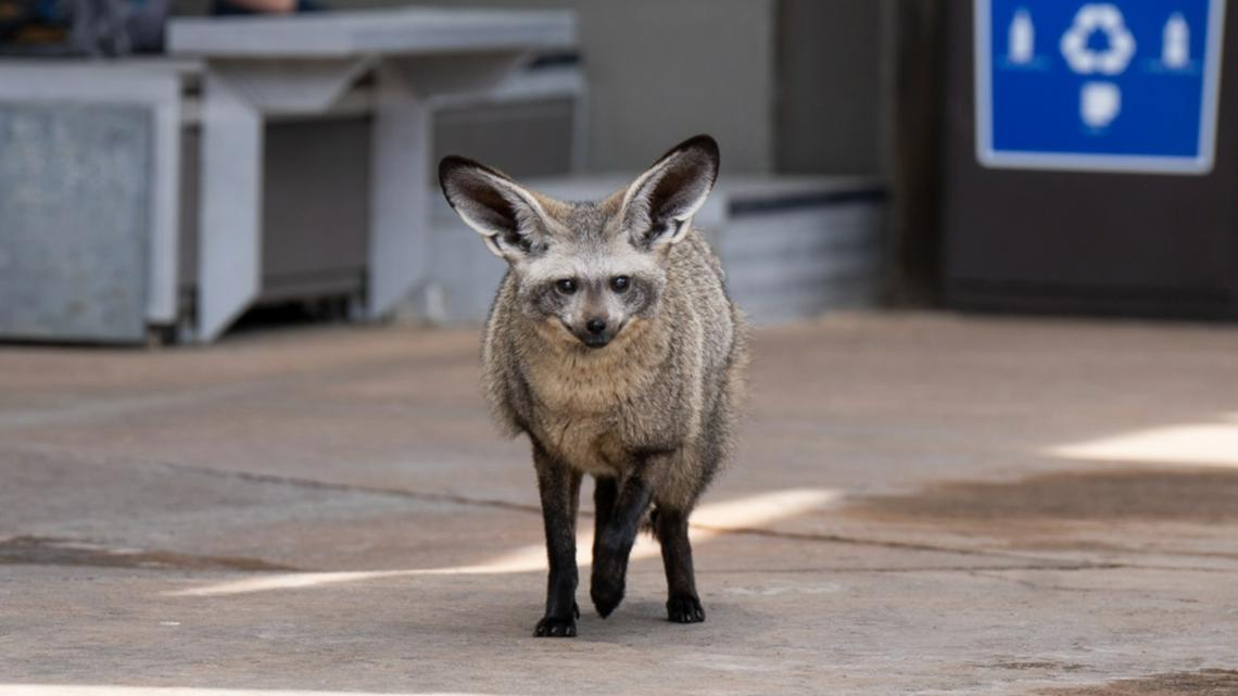 Columbus Zoo’s bat-eared fox, Bruce, passes away | wkyc.com