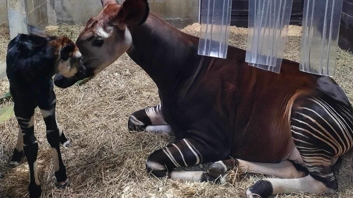 Cincinnati Zoo welcomes new baby okapi | wkyc.com