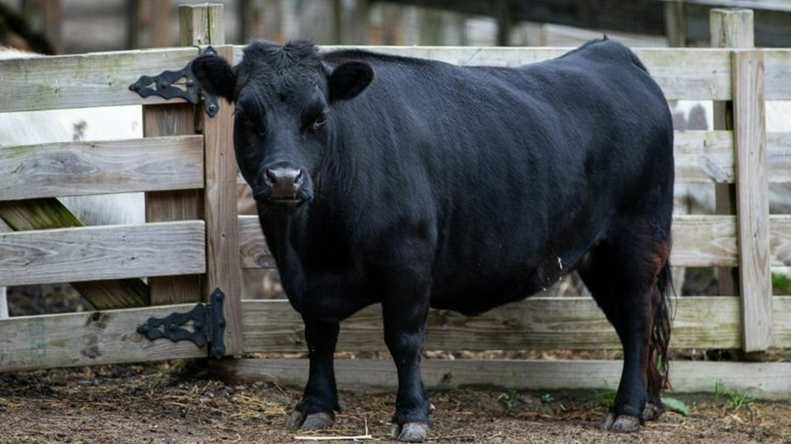 Columbus Zoo announces death of Dexter cow | wkyc.com