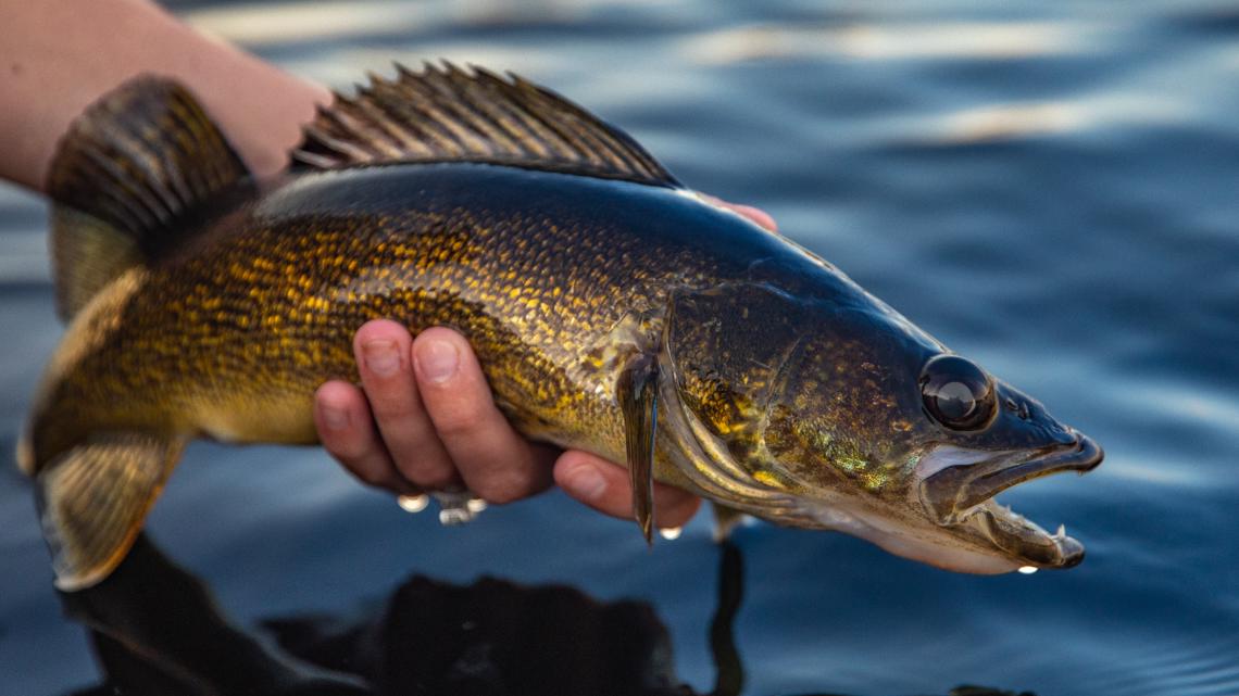 Bipartisan bill wants walleye to be state fish in Ohio | wkyc.com