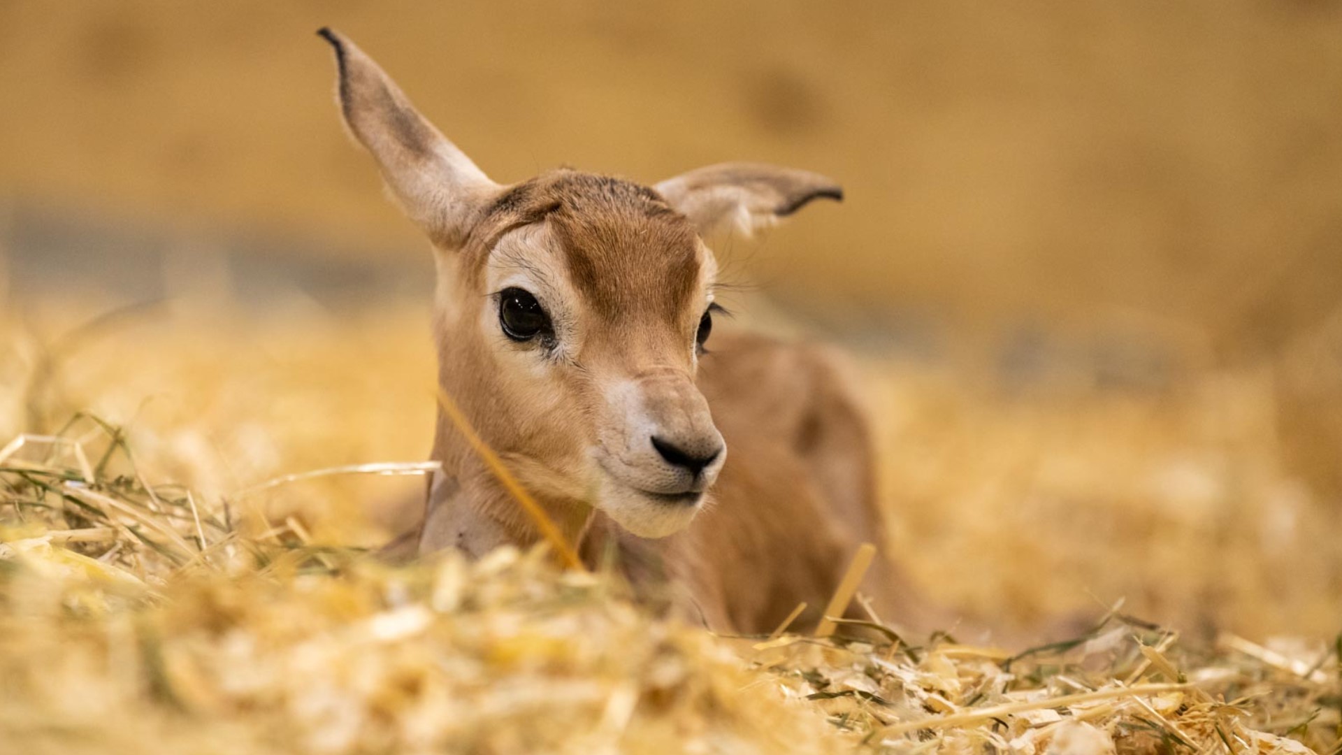3 dama gazelle calves born at Columbus Zoo | wkyc.com