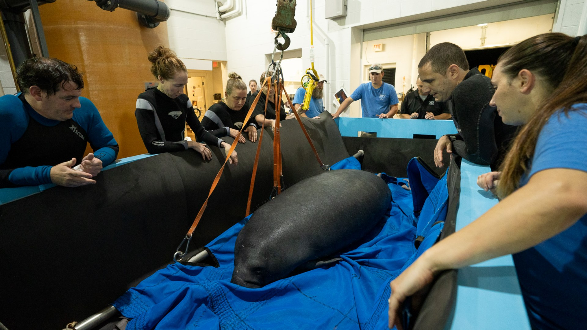 5 manatees flown from Columbus to Florida after rehab | wkyc.com