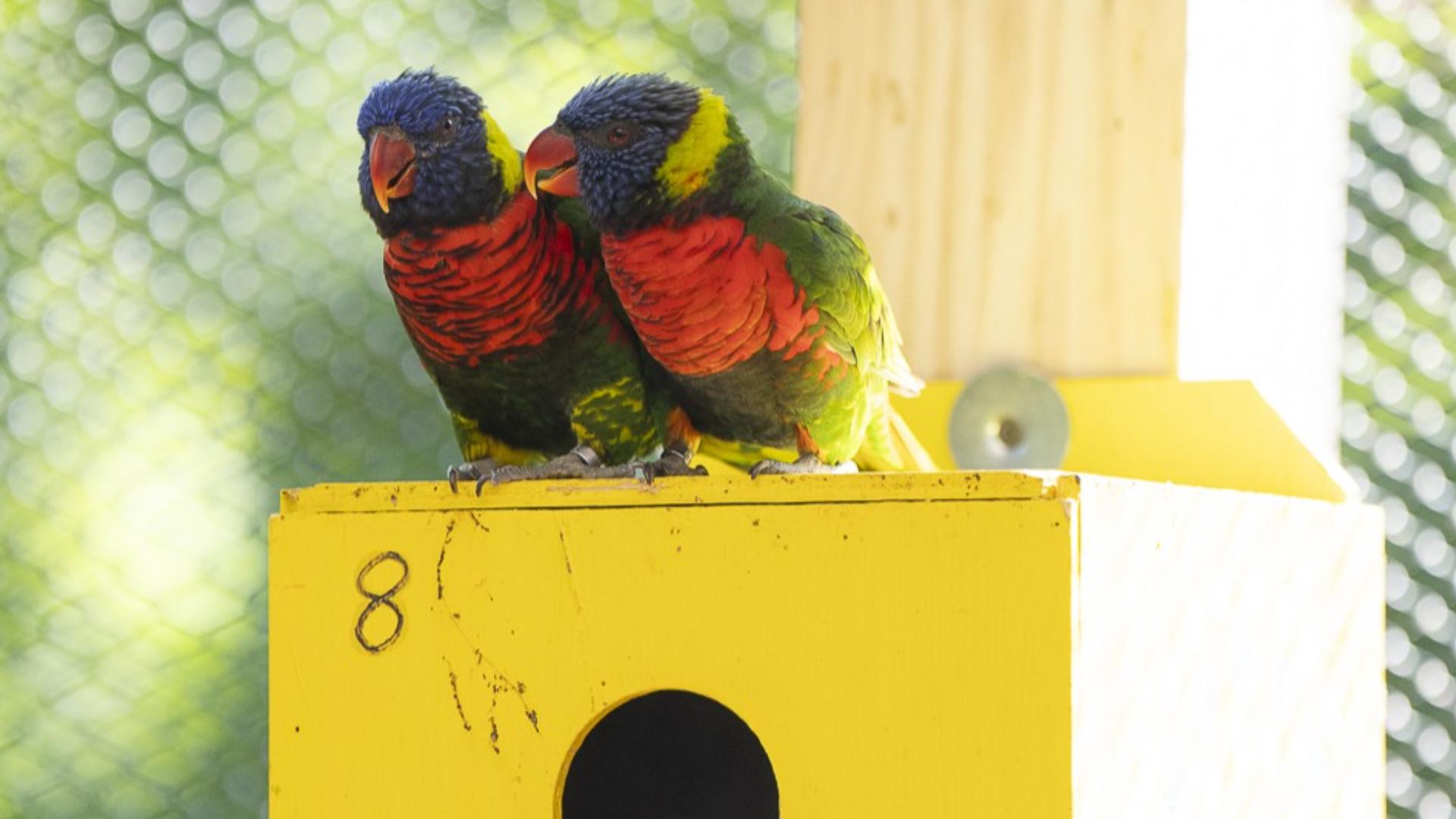 Columbus Zoo closes lorikeet exhibit due to West Nile virus | wkyc.com