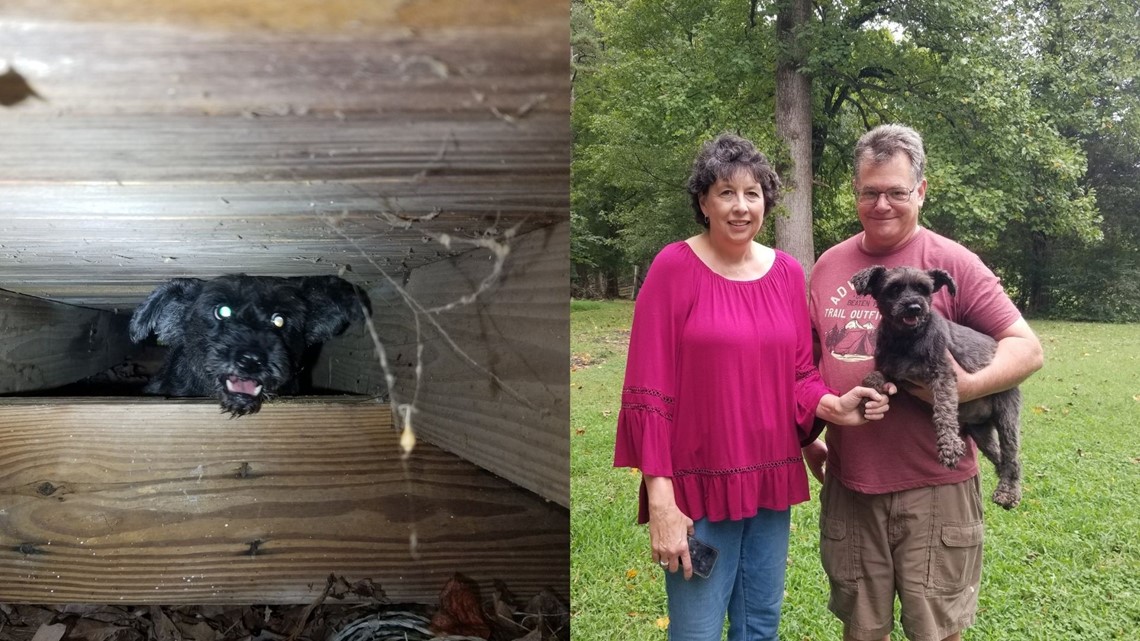 Locke Fire Department rescue blind dog | wkyc.com