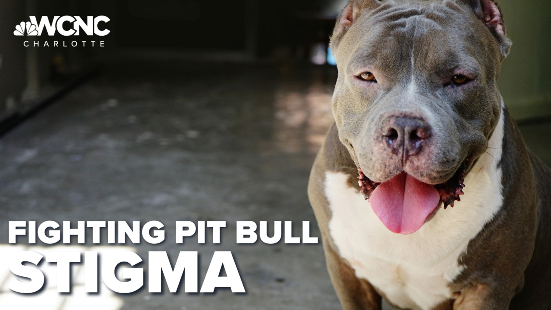 Charlotte fund aims to fix pit bulls and the stigma behind them | wkyc.com