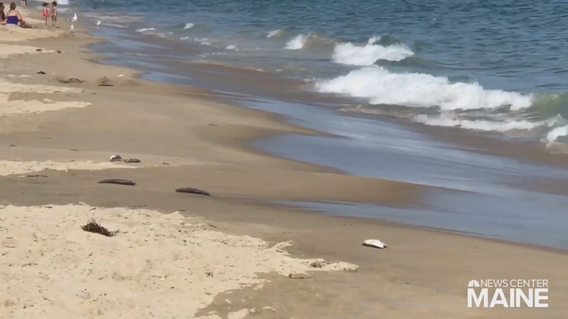 POLICE: 'Hundreds' of dead fish wash up on Old Orchard Beach shores ...
