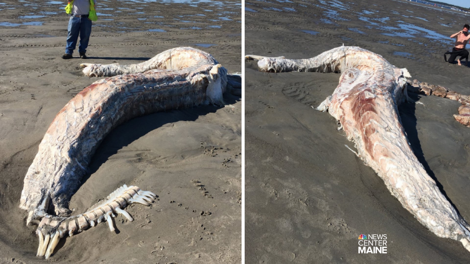 Decomposed shark washes up on Higgins Beach in Scarborough | wkyc.com