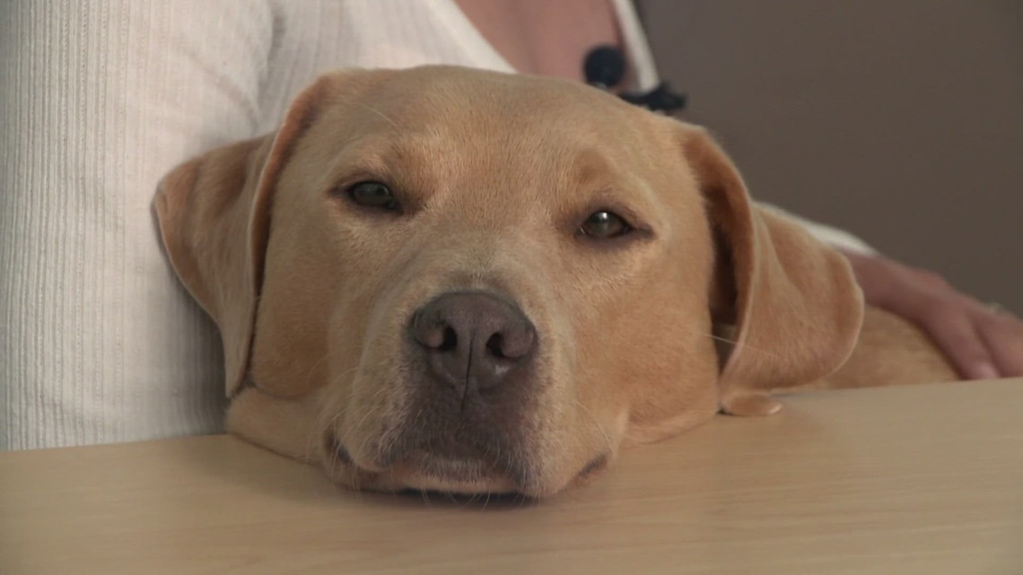 Professor uses AI to decode the language of dogs | wkyc.com