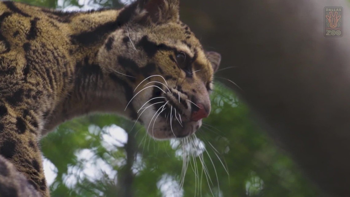 Missing Dallas Zoo leopard found: Officials report no injuries | wkyc.com