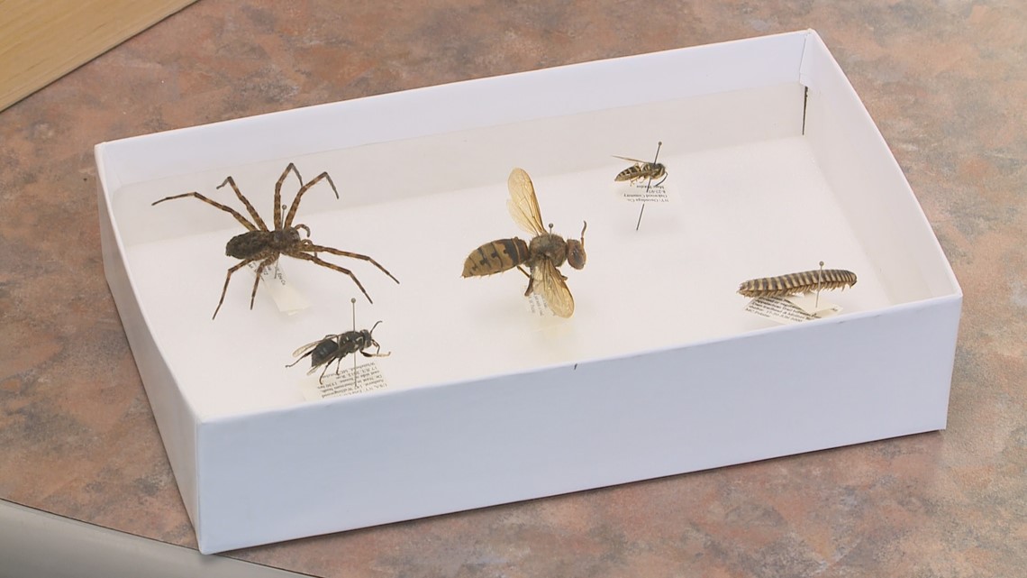 Drought has insects seeking relief indoors | wkyc.com
