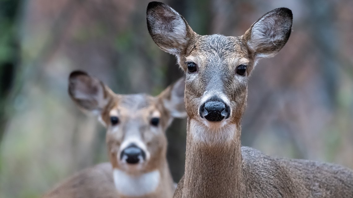 Parma police begin deer culling program | wkyc.com