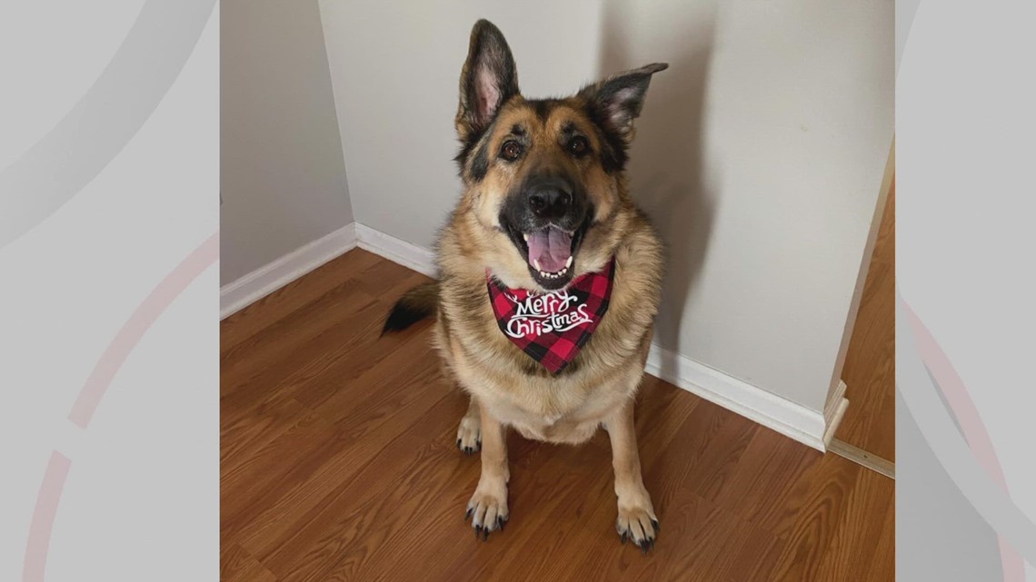 Dog returns home after being gone for 77 days | WTOL 11 | wkyc.com