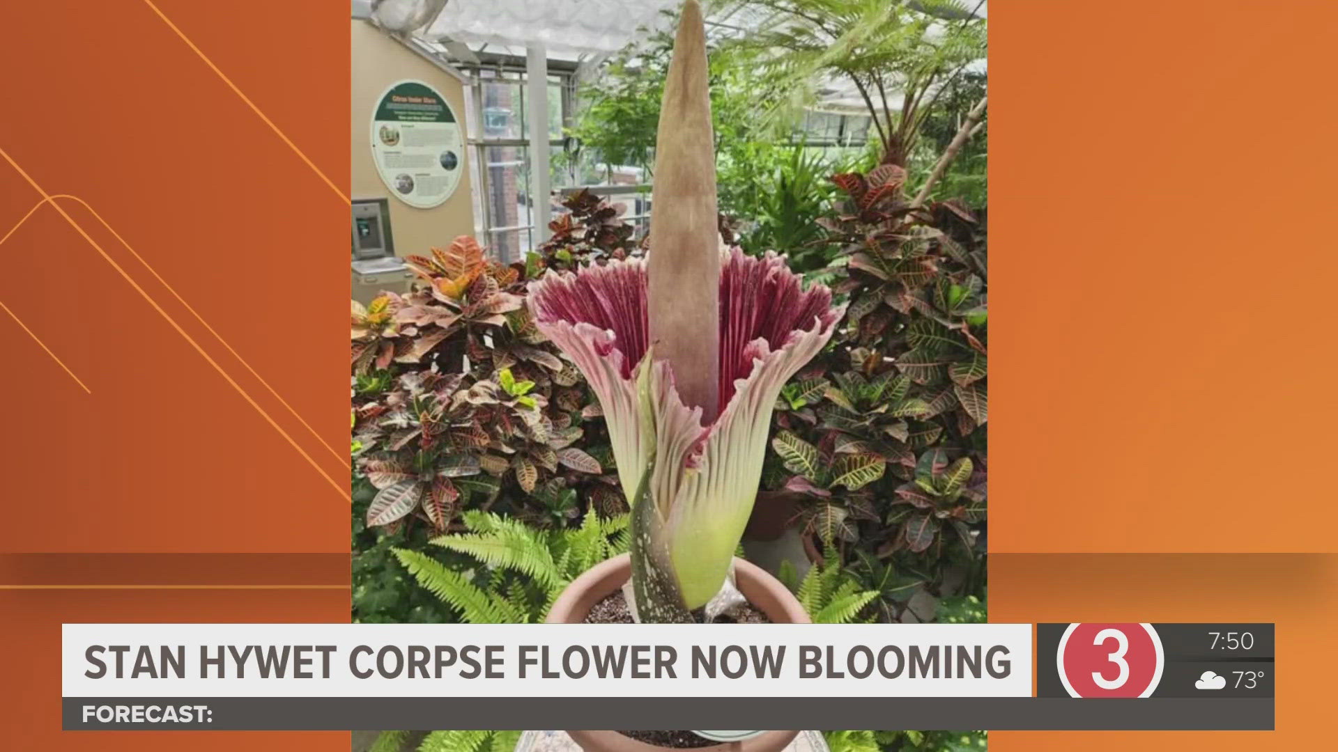 Rare ‘corpse flower’ now in bloom at Stan Hywet Hall and Gardens in Akron | wkyc.com