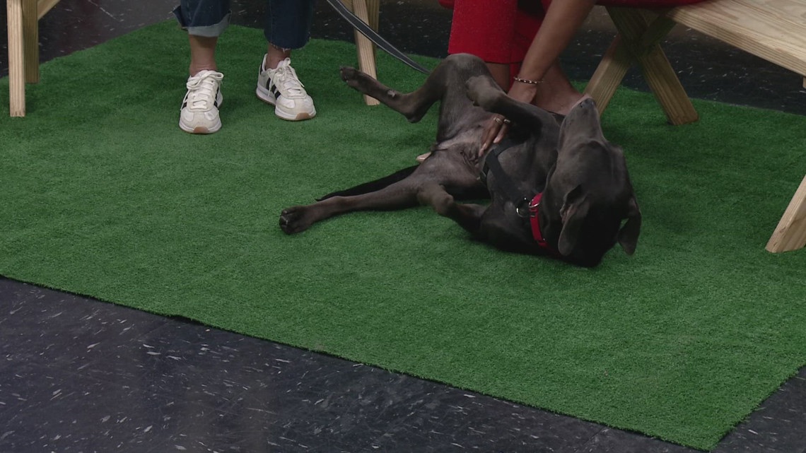 Ready Pet GO! Parma Animal Shelter visits 3News with Holley | wkyc.com