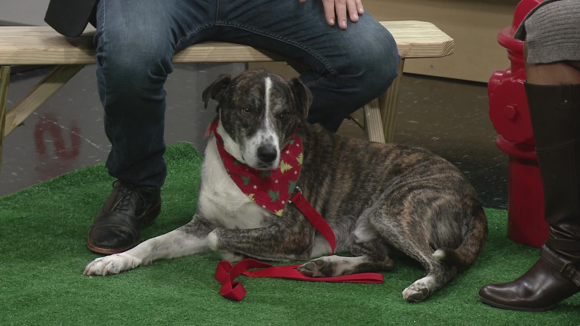 Ready Pet Go! Meet Canon | wkyc.com