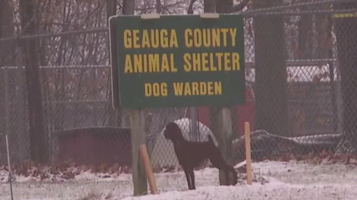 Geauga County Animal Shelter: Stray Dog tests positive for canine ...