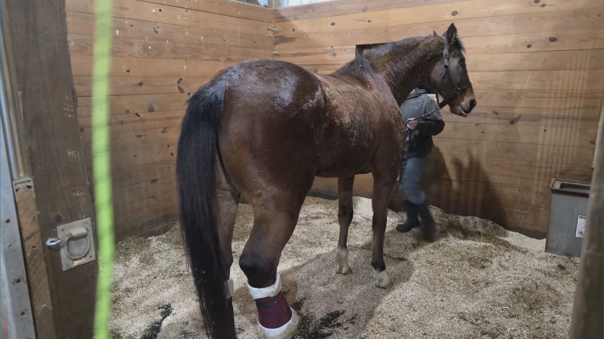 Medina County rescuers use ropes to lift horse with hobbled rear leg ...