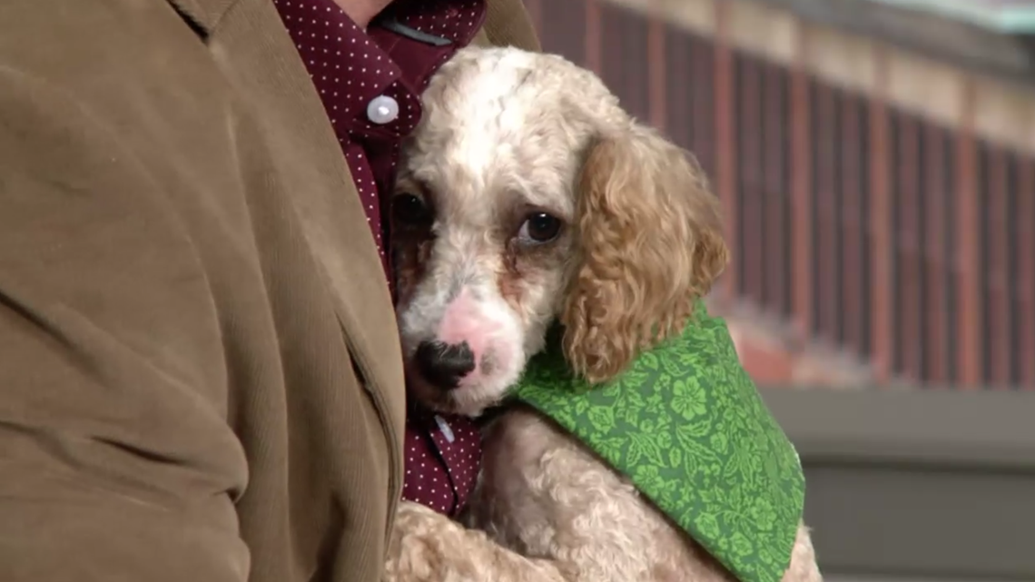 Cleveland APL reducing adoption fees this weekend. | wkyc.com