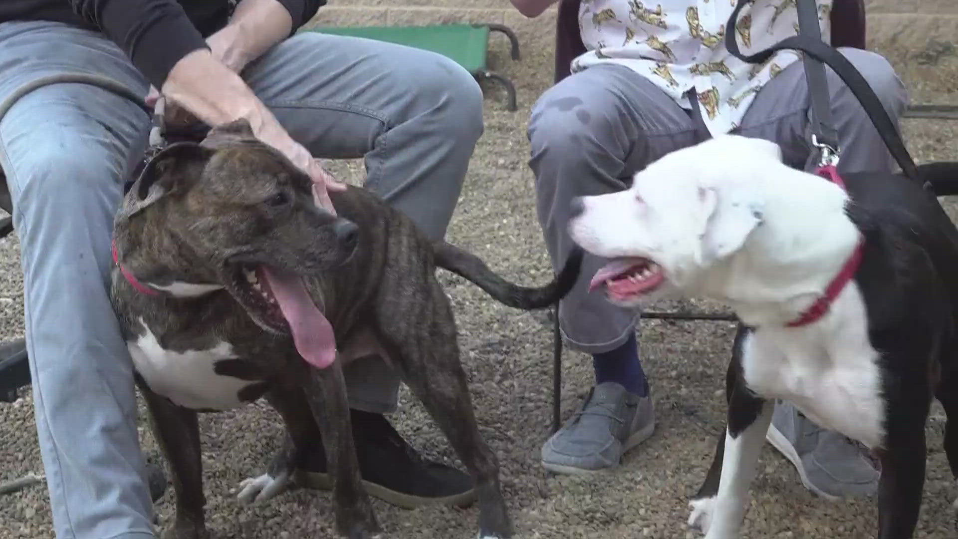 Clear the Shelters 2025: Over 3,000 pets adopted from Northeast Ohio ...