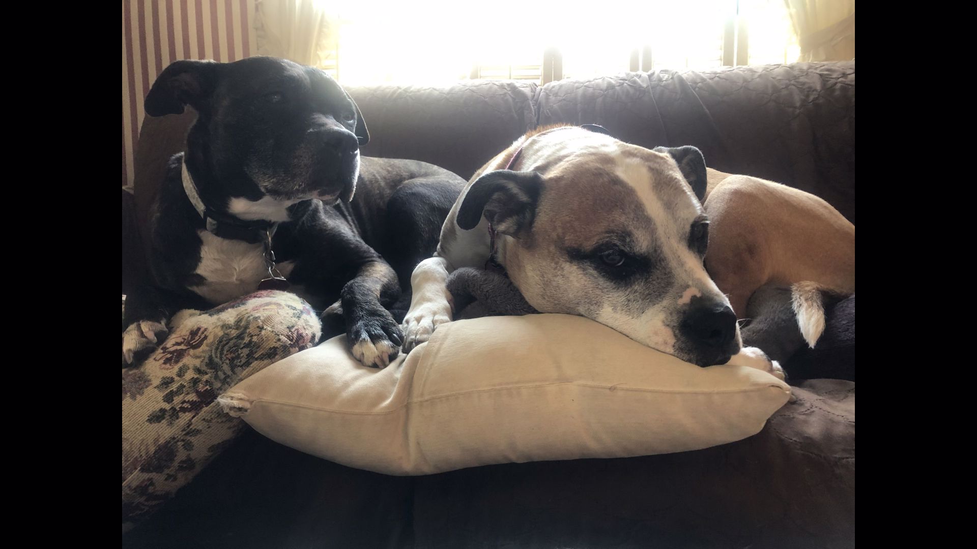 National Rescue Dog Day: Send us your photos | wkyc.com
