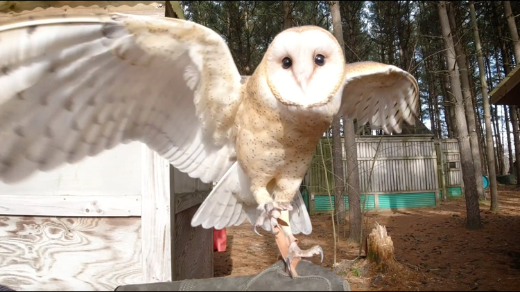GO-HIO | Ohio raptors regaining their ability to fly and hunt | wkyc.com