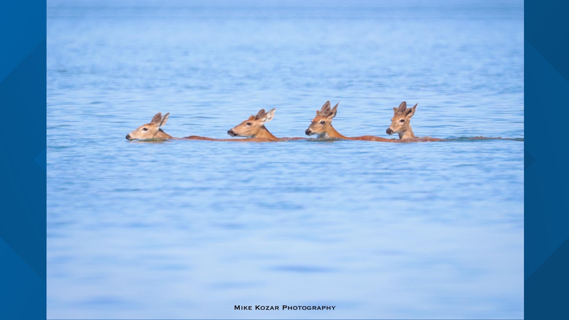 See rare photos of four deer swimming in Lake Erie in Mentor | wkyc.com