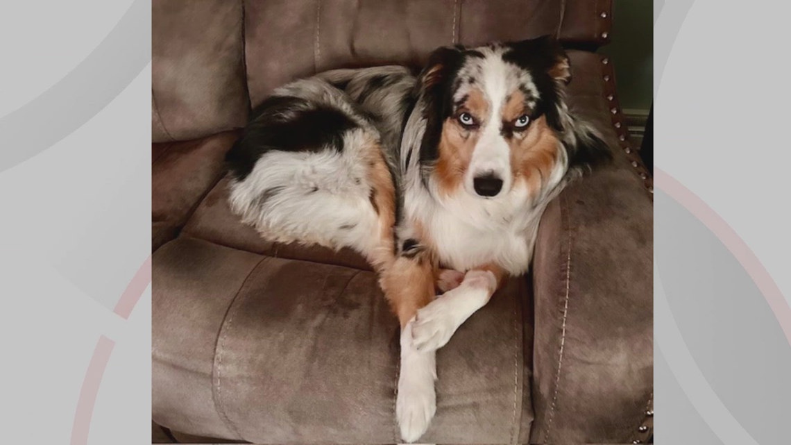 Doggone Weather in Northeast Ohio for December 5, 2024: Annabelle ...