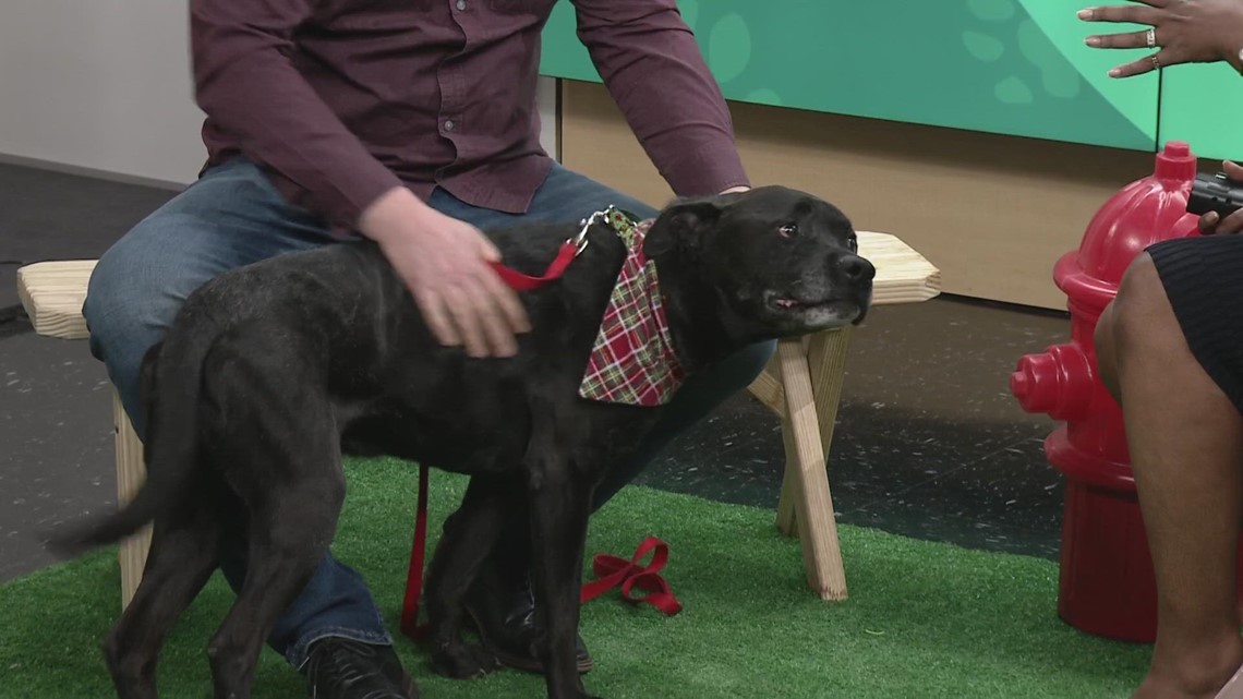 Ready Pet GO! Friendship Animal Protective League in Elyria visits ...