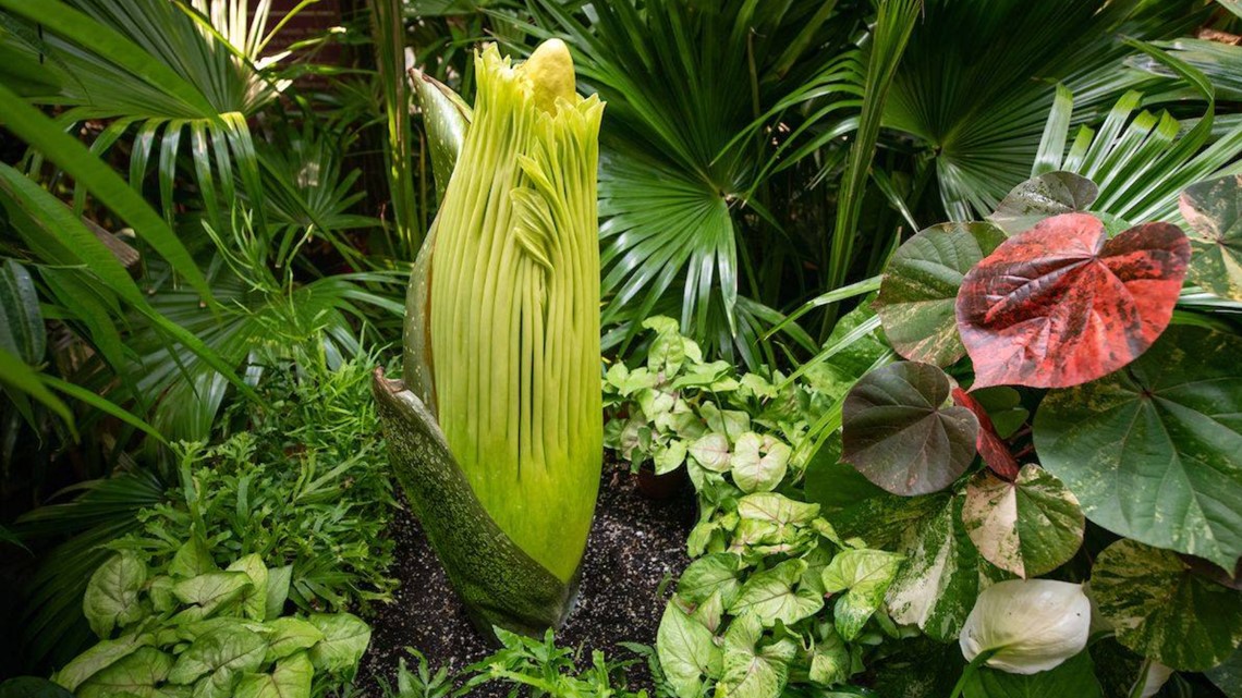 'Stinky' corpse flower preparing to bloom at Cleveland Metroparks Zoo ...