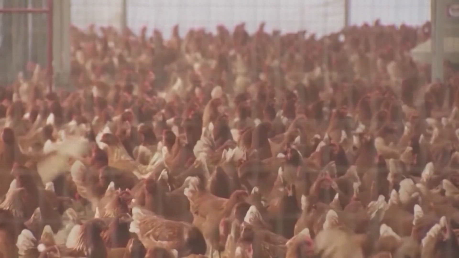 Avian flu confirmed in 40 birds from Portage County backyard flock ...