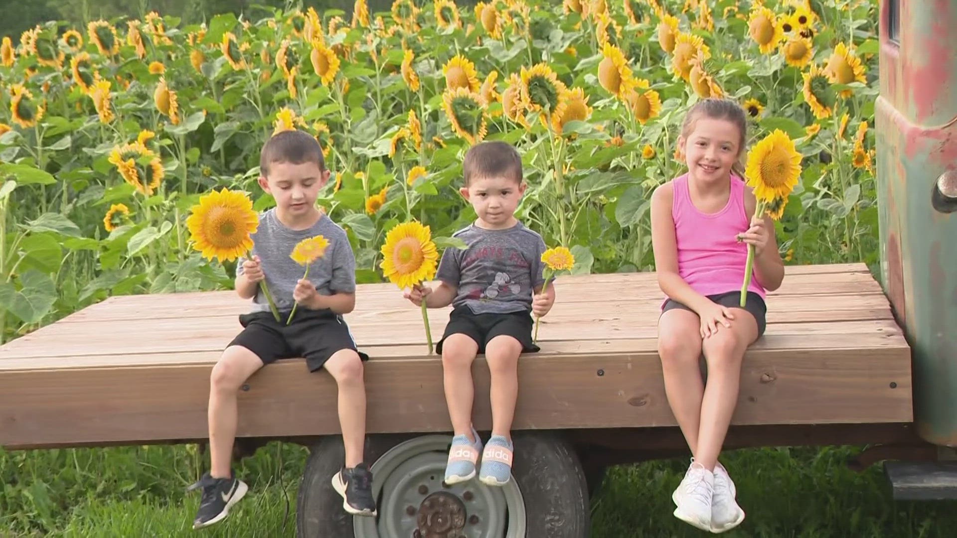 Sunflower season underway in Northeast Ohio | wkyc.com
