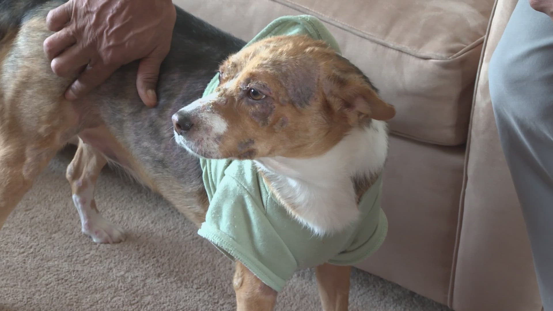 Why more pet owners are turning to virtual vet visits: Ready Pet GO ...