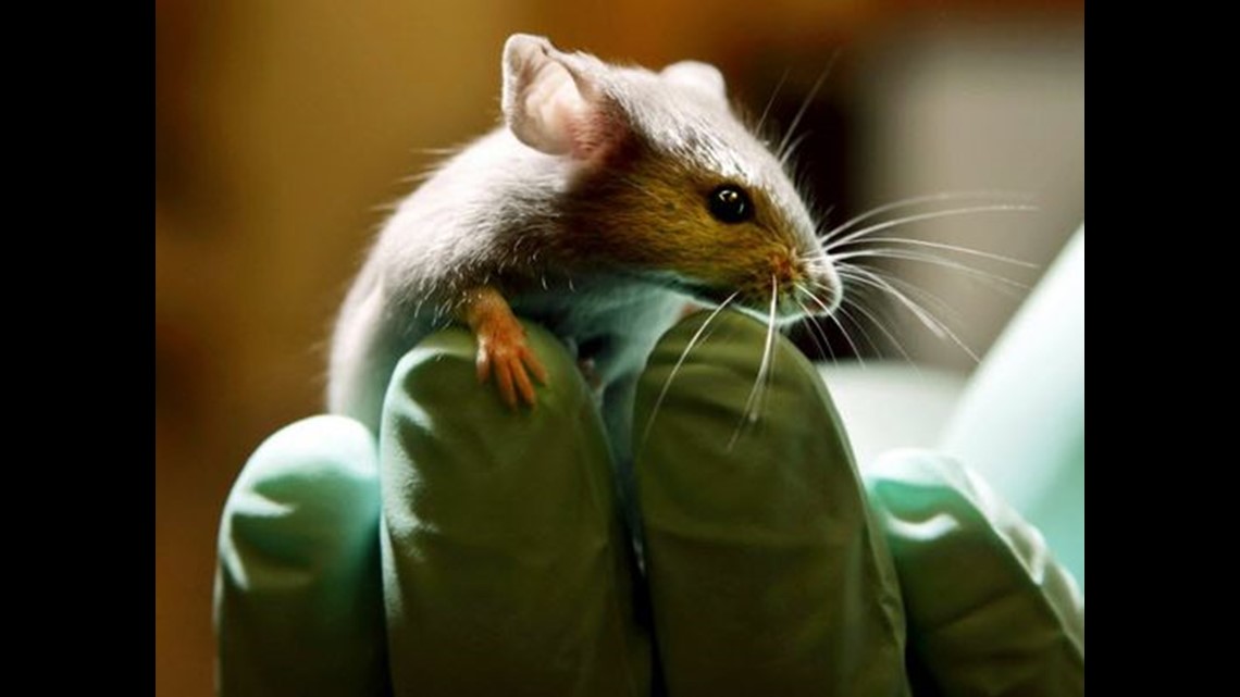 PETA accuses Cleveland Clinic of mistreating lab mice | wkyc.com