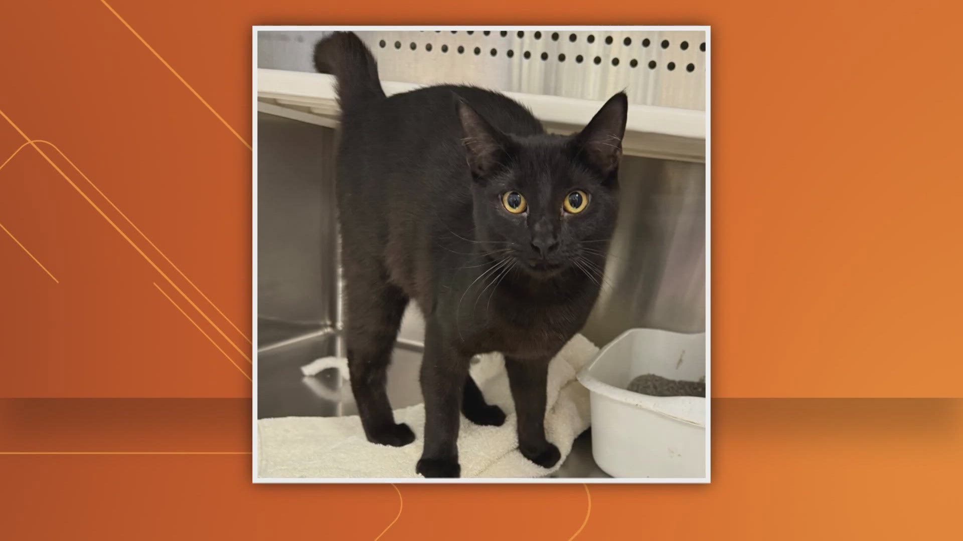 Shelter cat survives once fatal disease thanks to Berea ARF: Ready Pet ...