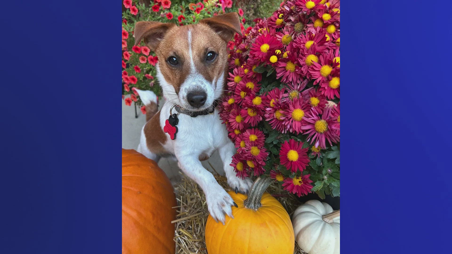 Doggone Weather in Northeast Ohio for Dec. 5, 2025: Meet Oliver | wkyc.com