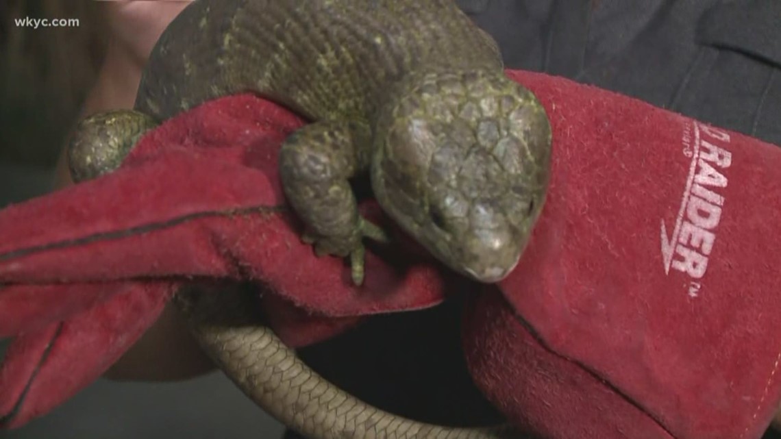 Meet Louis: The animal ambassador lizard for the Akron Zoo | wkyc.com